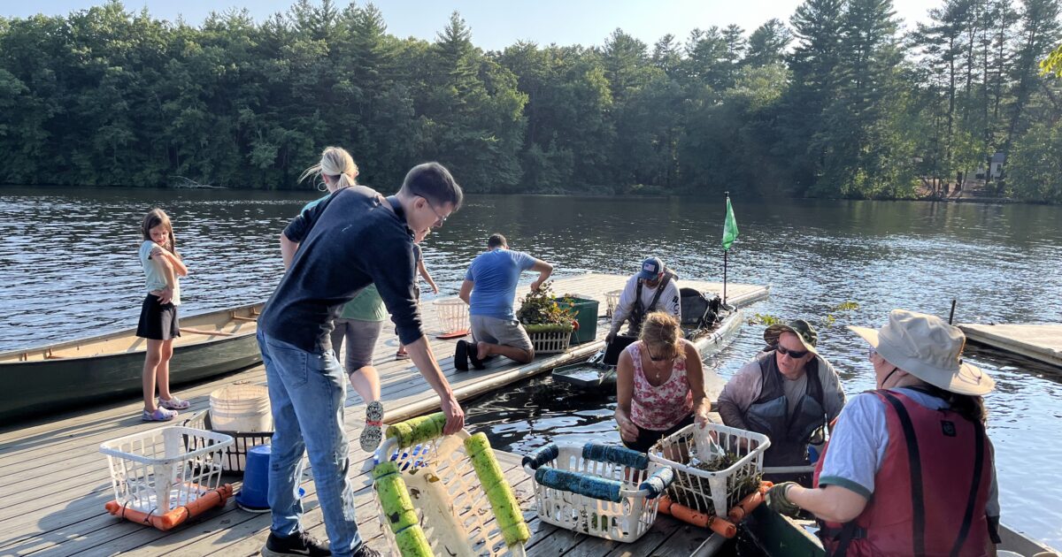 A Big Win for Stump Pond: WRWC Removes Over 2,000 Pounds of Invasive ...