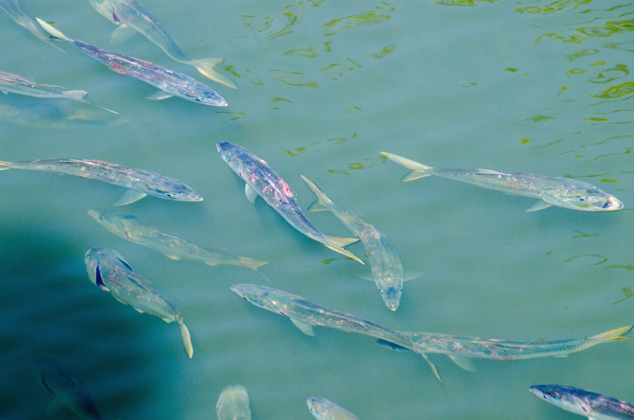 CALLING ALL FISH FRIENDS: The Fish Counting Season is in Full Swing ...