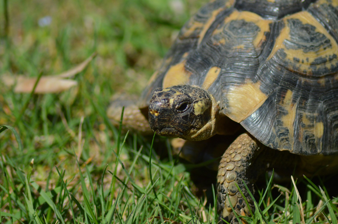 Greenway Wild Walks: Totally Turtles - Woonasquatucket River Watershed ...
