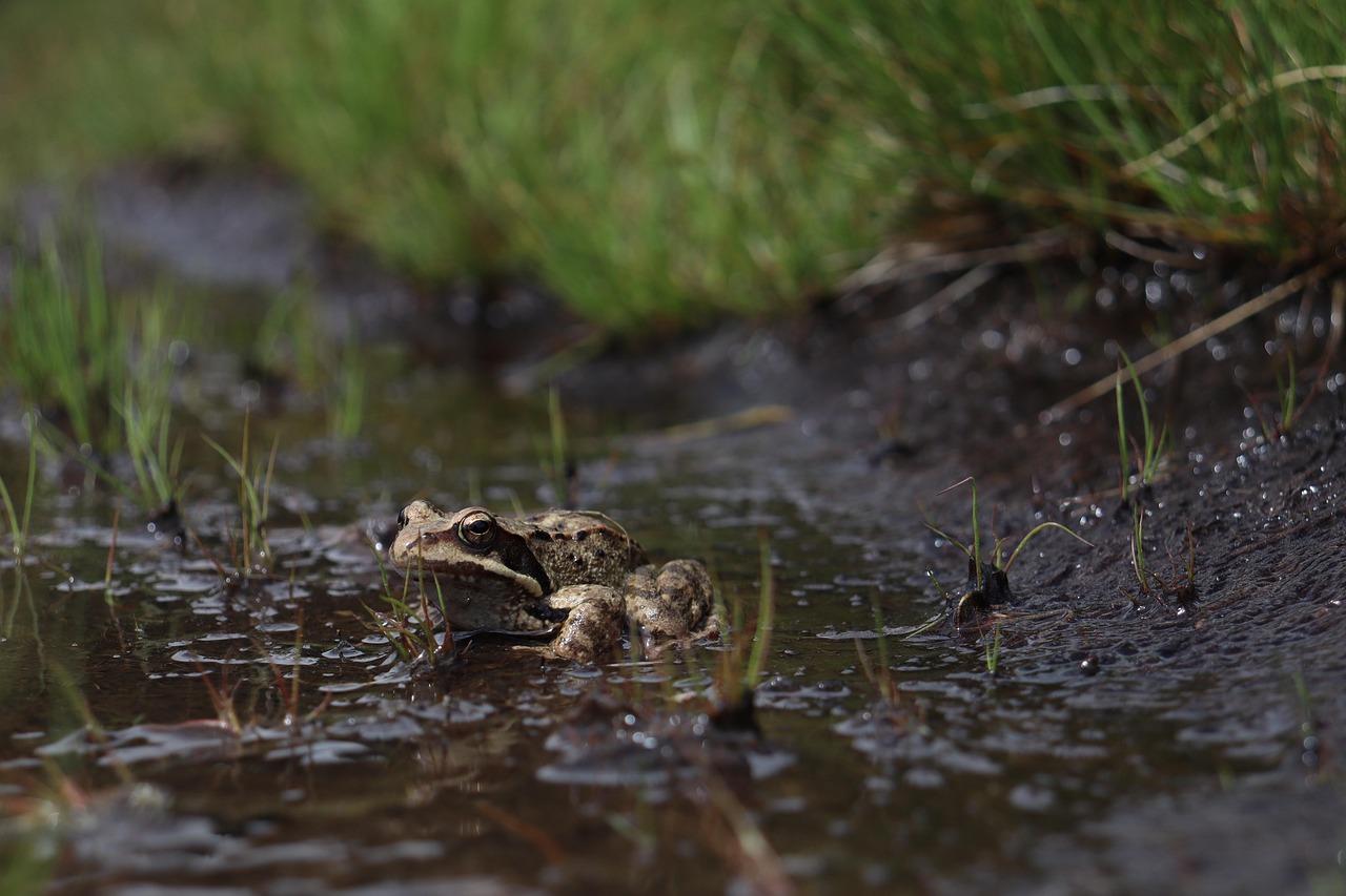The Great Wetland Wander: Frog Walk - Woonasquatucket River Watershed ...